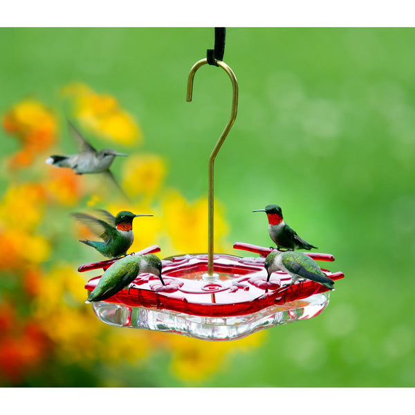 Aspects Hummzinger High View Square Hummingbird Feeder - Backyard Bird ...