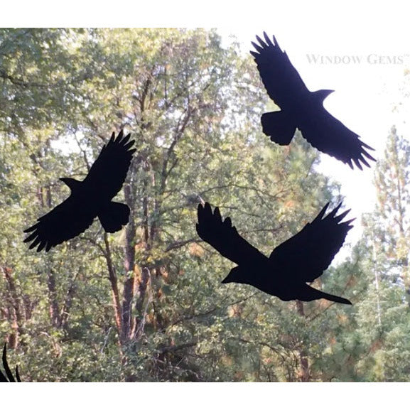 Raven Window Gems Decals-Set of 7 Decals – Backyard Bird Centre